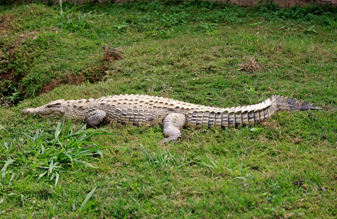 An Australian farmer survived a crocodile attack by biting the reptile back