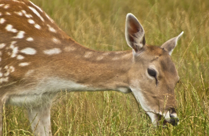 A case of 'zombie' deer disease has been identified at Yellowstone ...