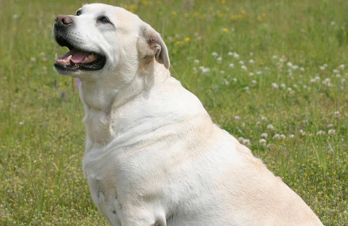 Some Labradors are always hungry due to a genetic mutation